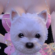 IMVU Next